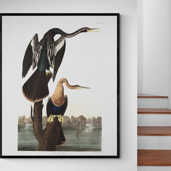 Anhinga - Etsy
