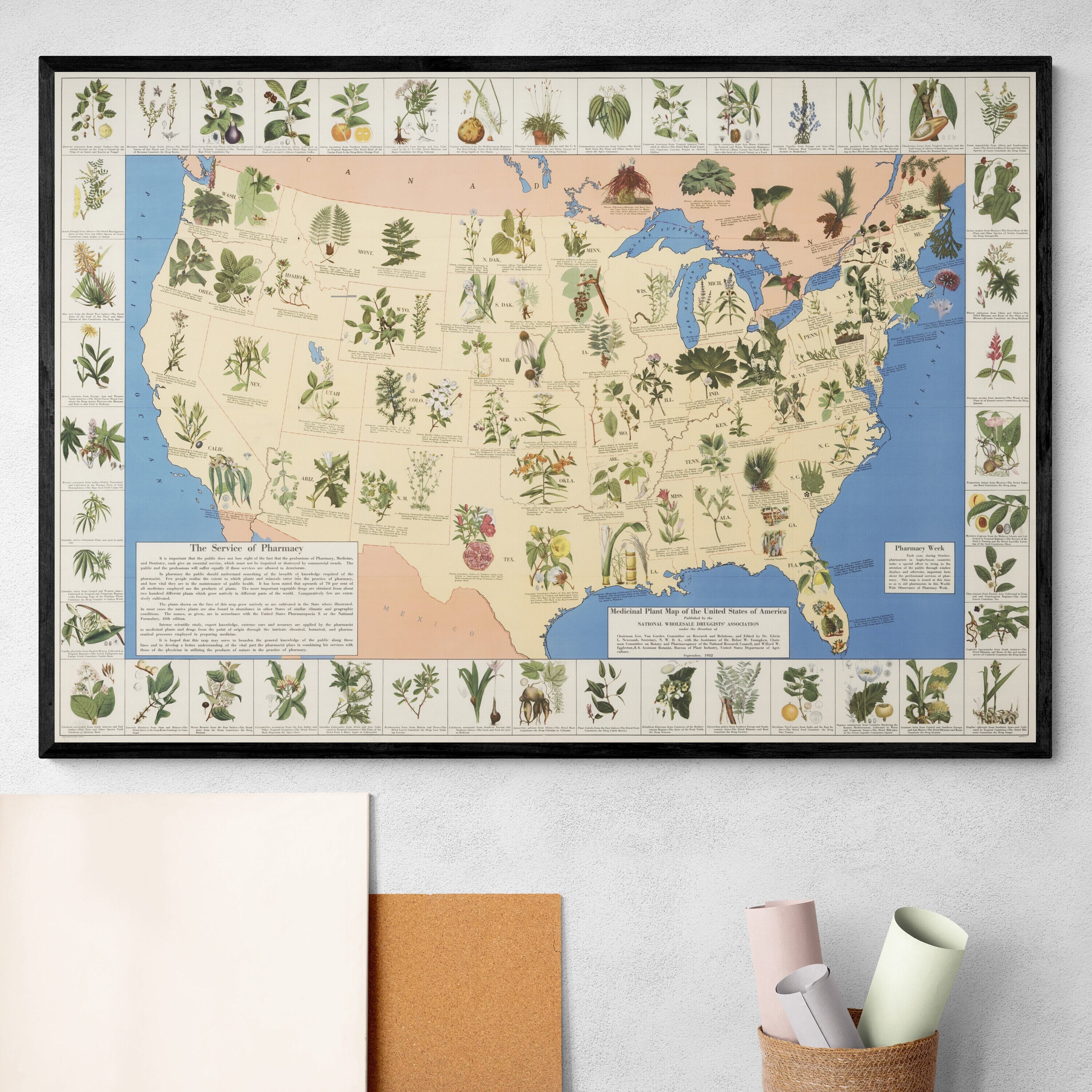 1932 Medicinal Plant and Herb Map of the United States of America ...