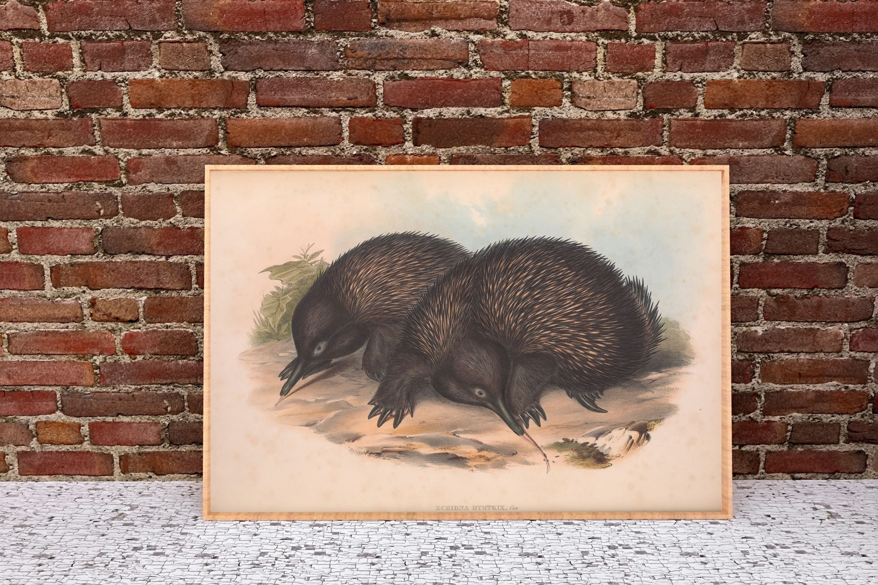 Prints Giclée Art & Collectibles Numbat Banded Anteater Vintage Wall ...