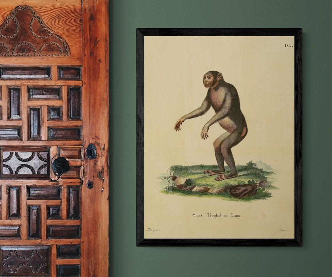 Chimpanzee Chimp Monkey Primate Vintage Wildlife Nursery - Etsy