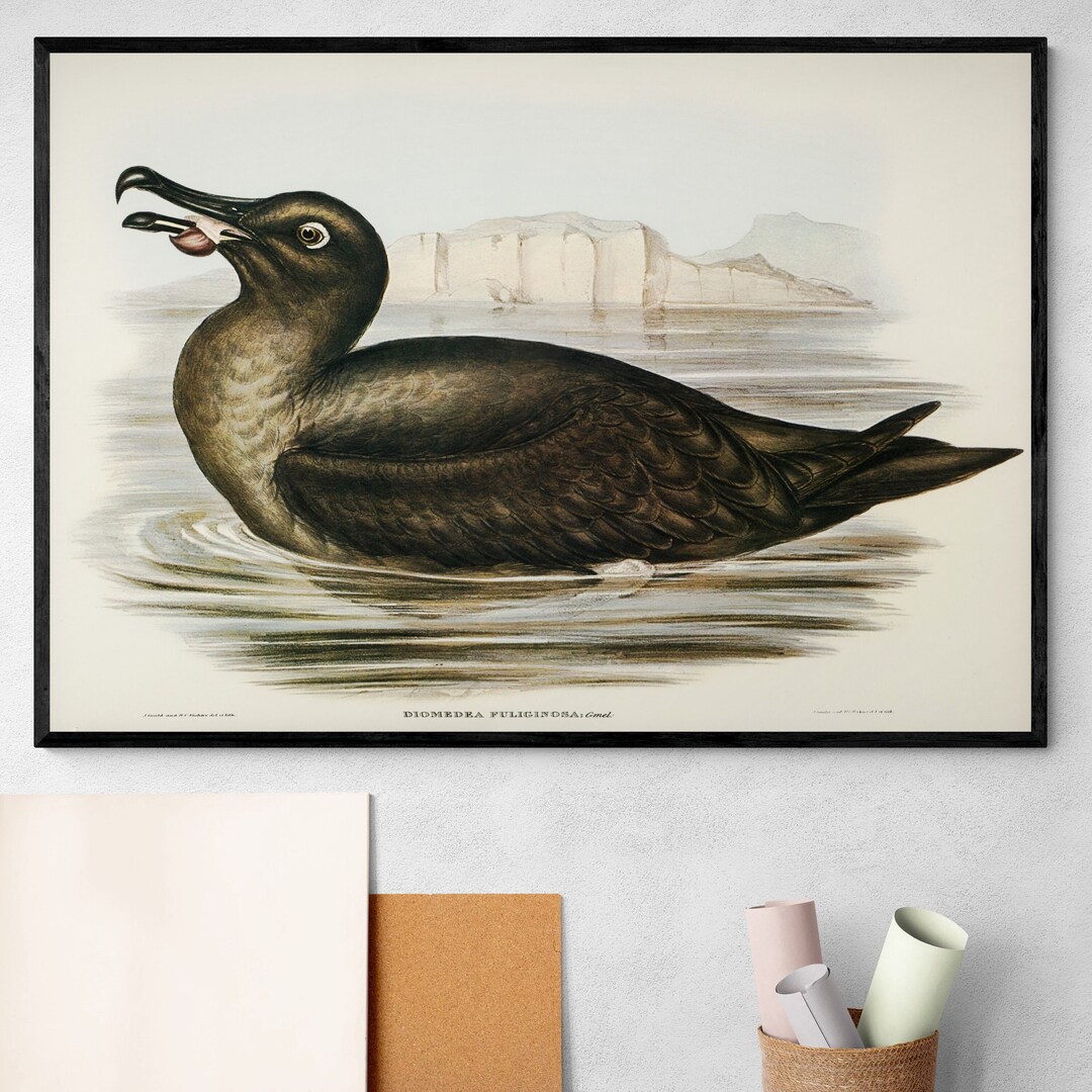 Light Mantled Albatross John Gould Bird Watercolor Vintage Australian ...