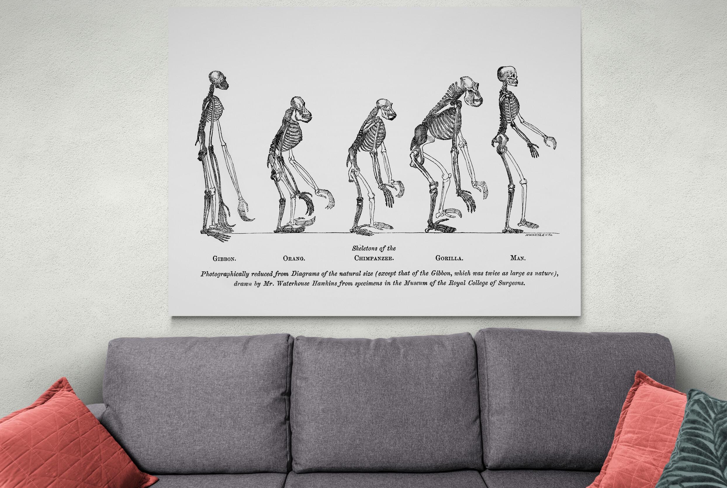 March of Progress – Human Evolution Art Print | Anthropology & Natural ...
