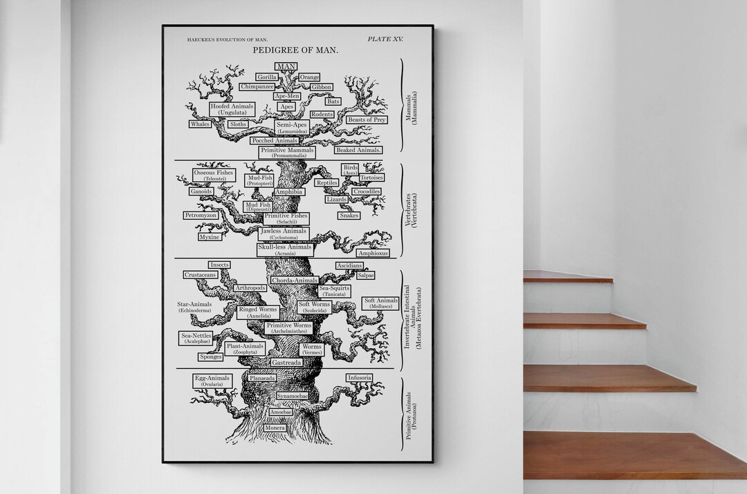 Buy 1890 Family Tree of Man Theory of Human Evolution Anthropology ...