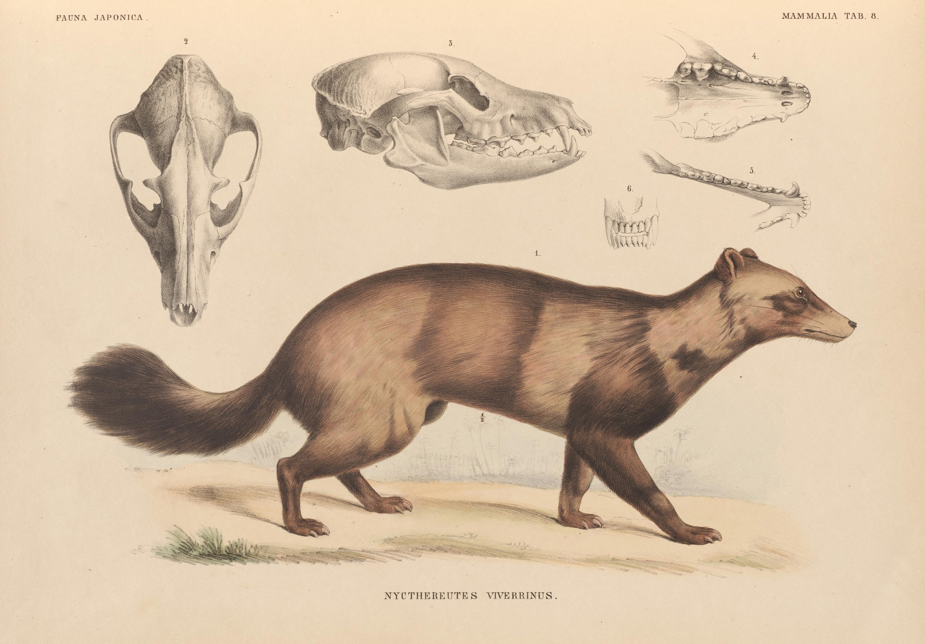 Japanese Raccoon Dog Vintage Extinct Wildlife Nursery - Etsy