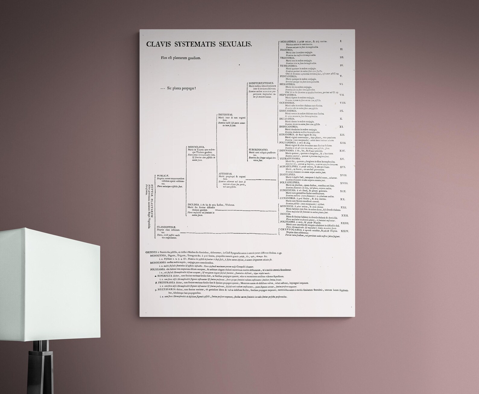 1735 Carl Linnaeus Plant Kingdom Taxonomy Chart – Historic Botanical ...