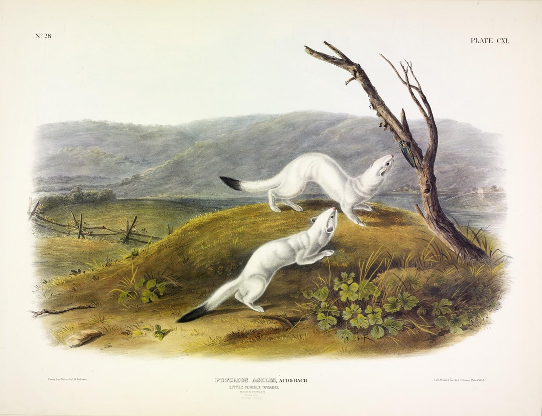 Stoat Ermine Audubon Vintage Audubon Wildlife Illustration Nursery ...