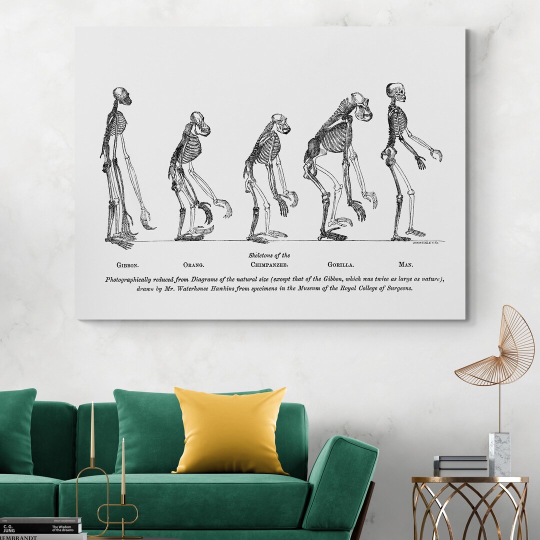 March of Progress – Human Evolution Art Print | Anthropology & Natural ...