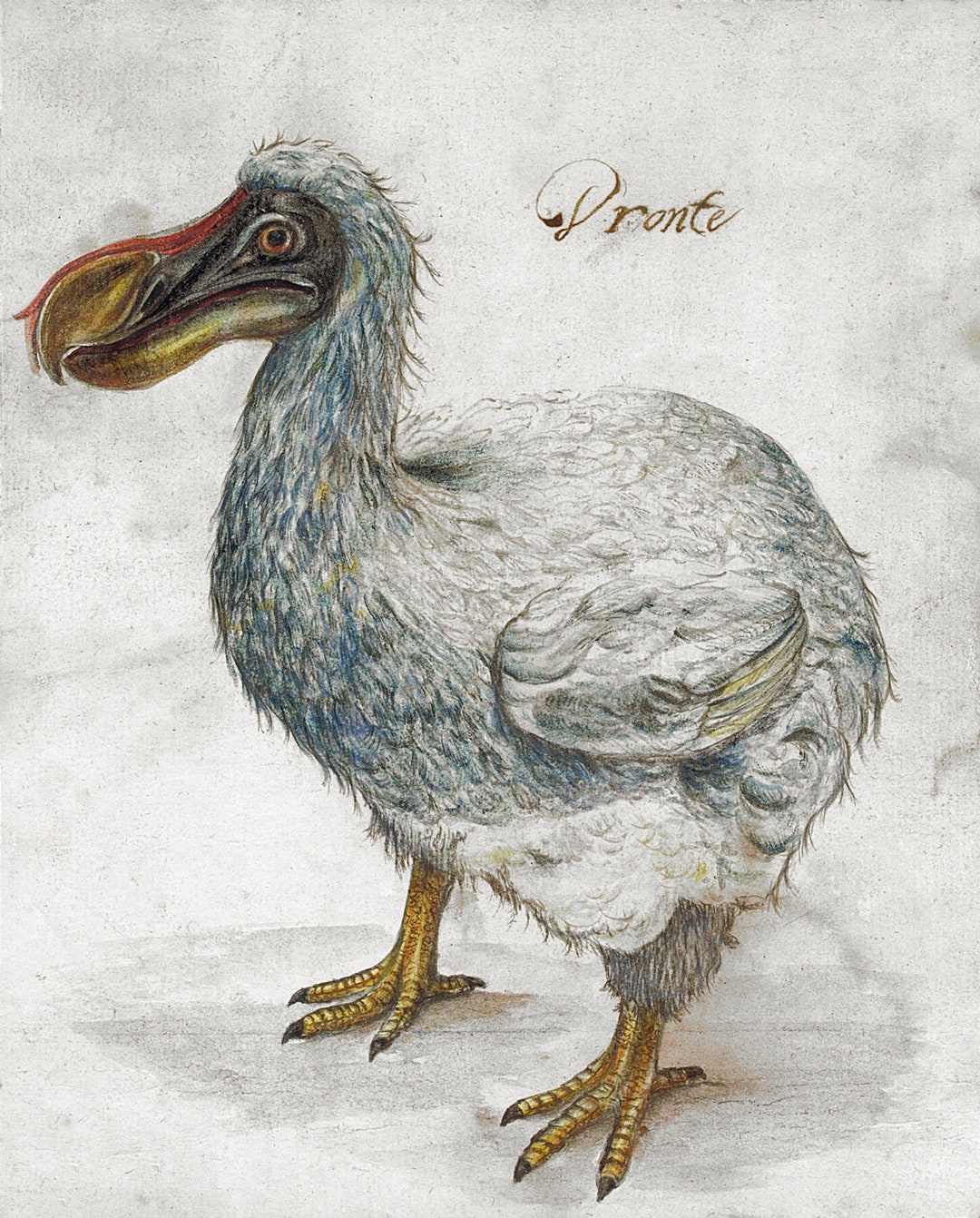 17th Century Drawing of Dodo Bird Vintage Extinct Zoology Antique ...