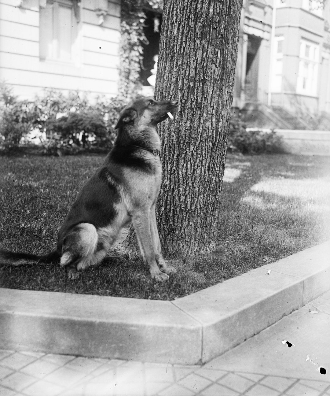 German Shepard Dog Smoking Cigarette Funny Vintage Animal Tacky Weird ...
