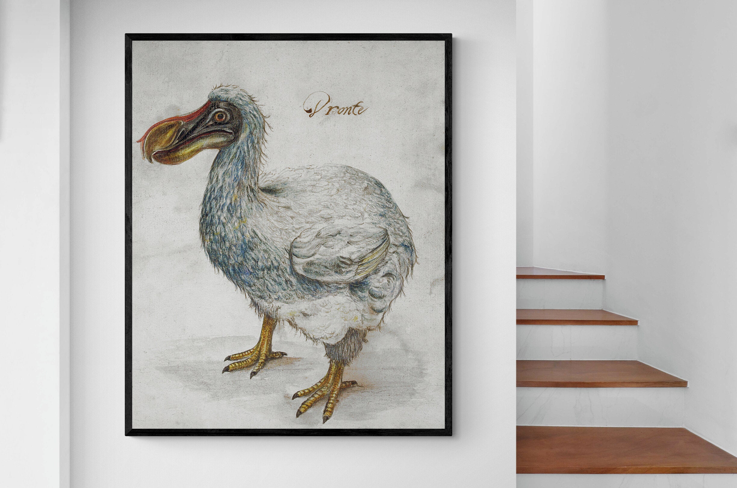 17th Century Drawing of Dodo Bird Vintage Extinct Zoology - Etsy