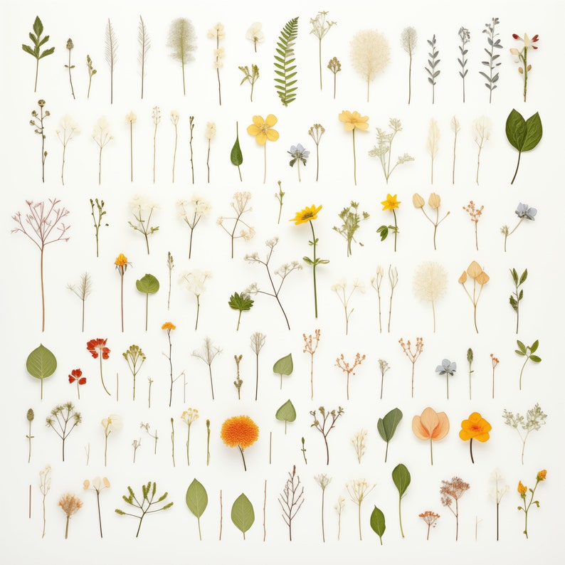 High-resolution Botanical Print Set - Botanical Poster With Flowers ...