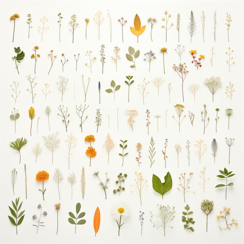 High-resolution Botanical Print Set - Botanical Poster With Flowers ...