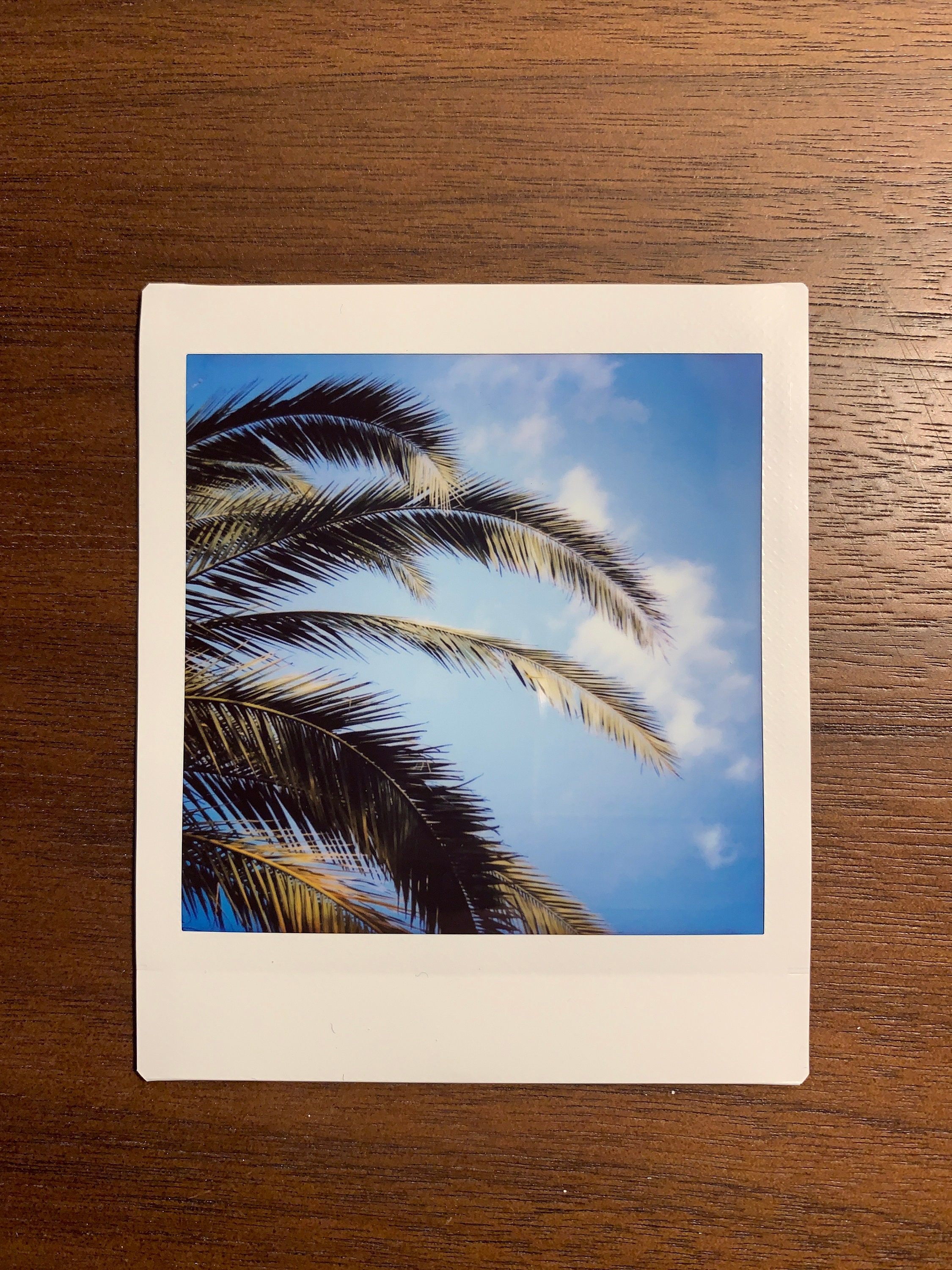 Palm Tree and Sky Instax Square Print Photograph Nature Print Biophilia ...
