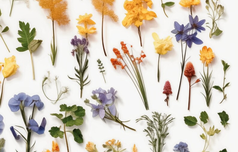 High-resolution Flower Print Set - Botanical Poster With Flowers ...