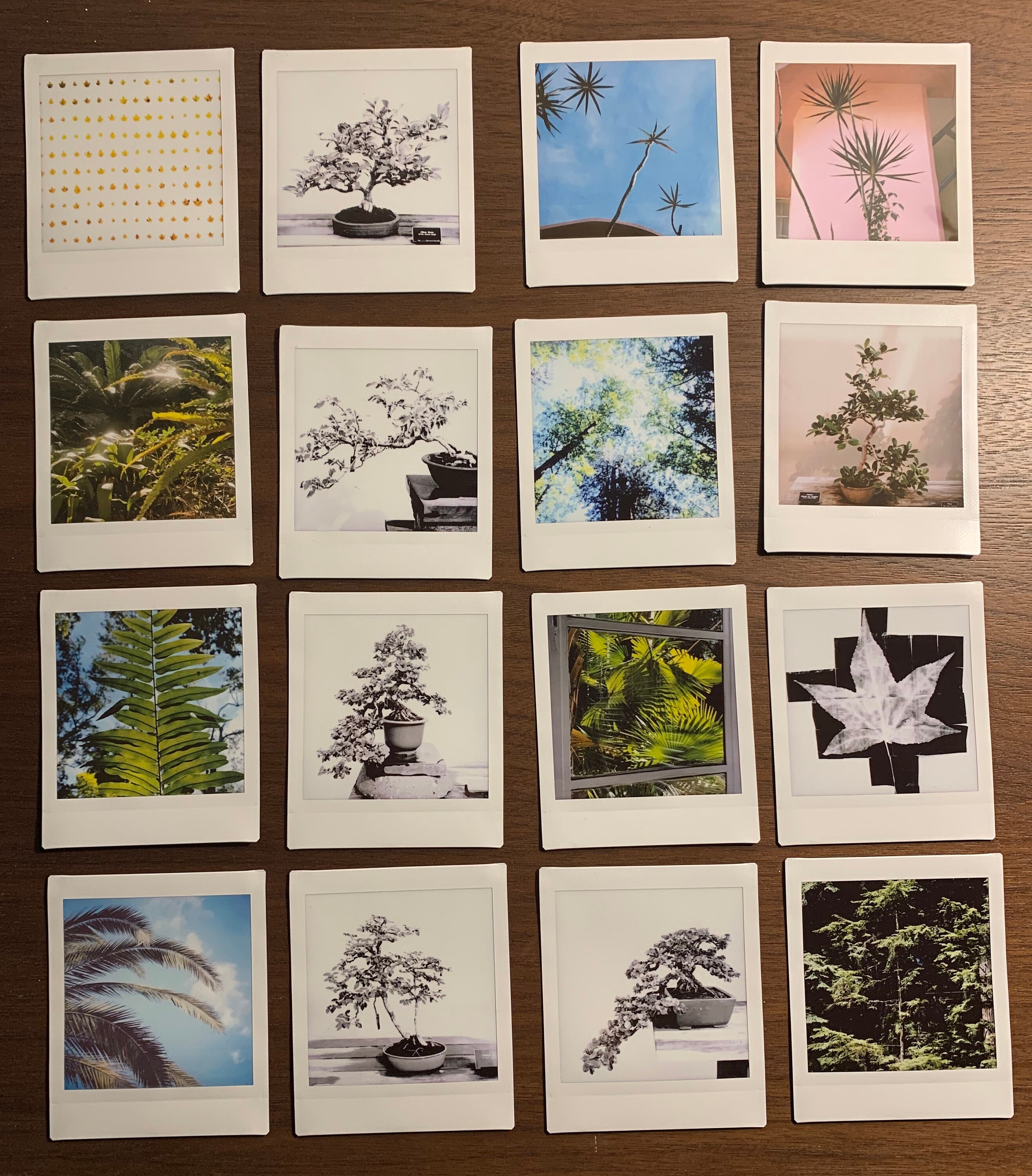 Palm Tree and Sky Instax Square Print Photograph Nature Print Biophilia ...