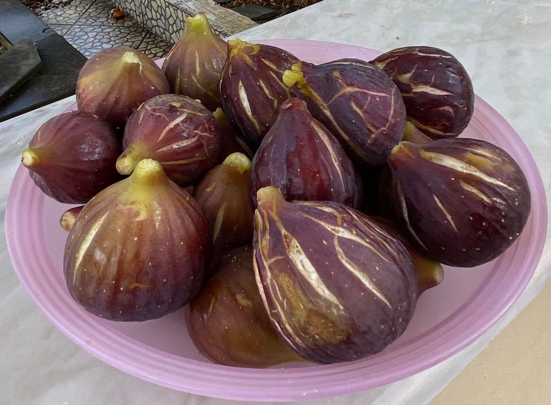 2xMoscatel Preto Fig Tree Cuttings Self Fertile - Etsy 日本