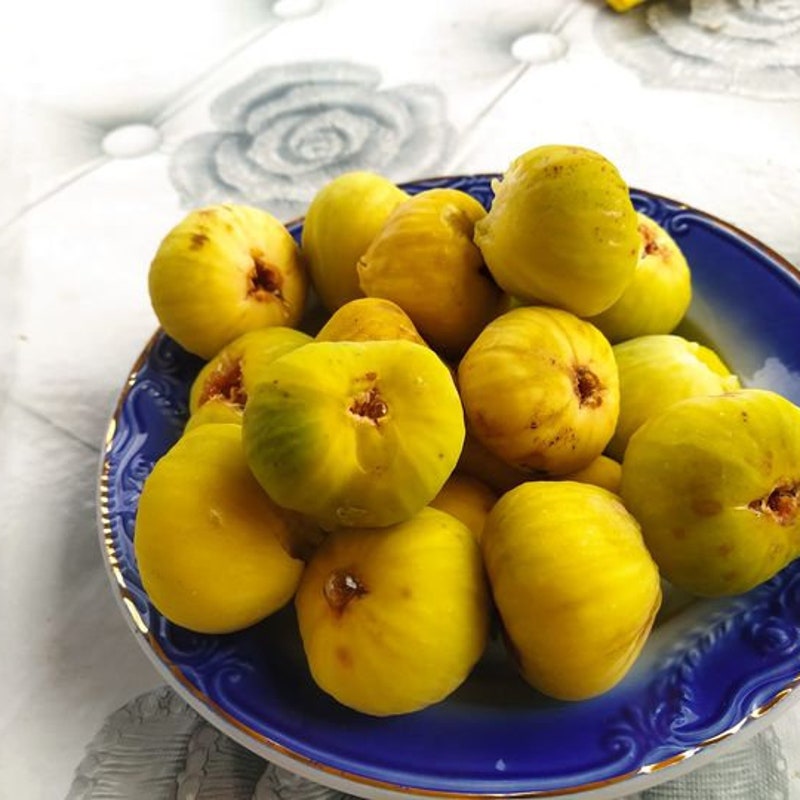 Fig Cuttings - Etsy Canada