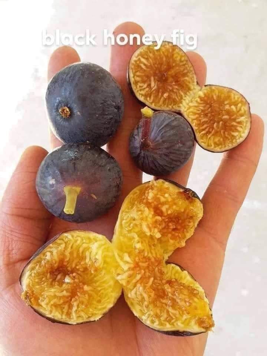 X2 Zwarte honing vijgenboom stekken ficus carica Amazing Taste - Etsy ...