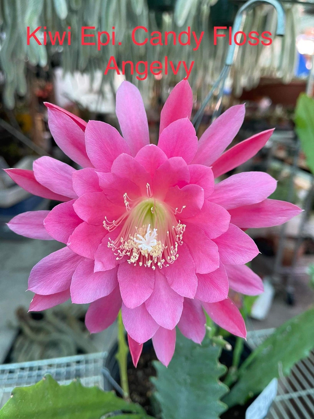 Epiphyllum Kiwi Candy Floss Cutting 810 Long - Etsy