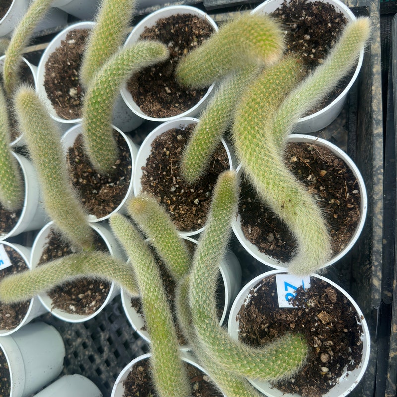 Rooted Monkey Tail - Etsy