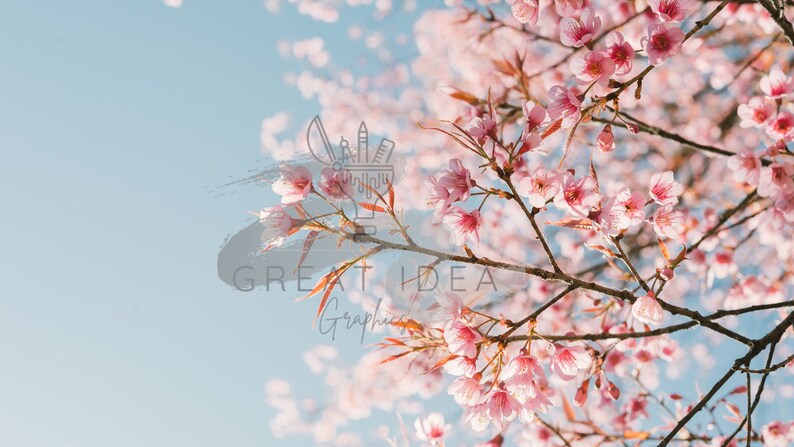 Pink Spring Zoom Background | Virtual Background | Spring Time | Floral ...