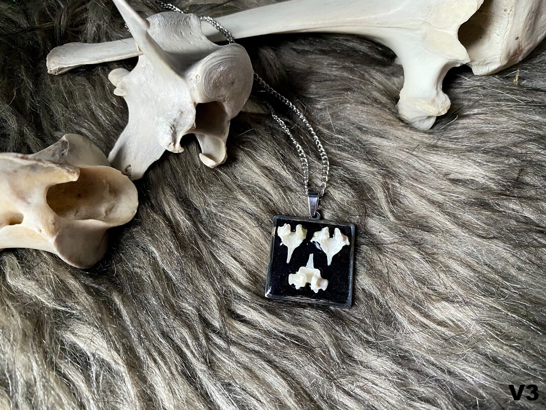 Oddities Various Bones - Etsy