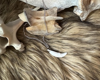 Coyote Fang Necklace Real Coyote Tooth on Hand-braided Adjustable Cord ...