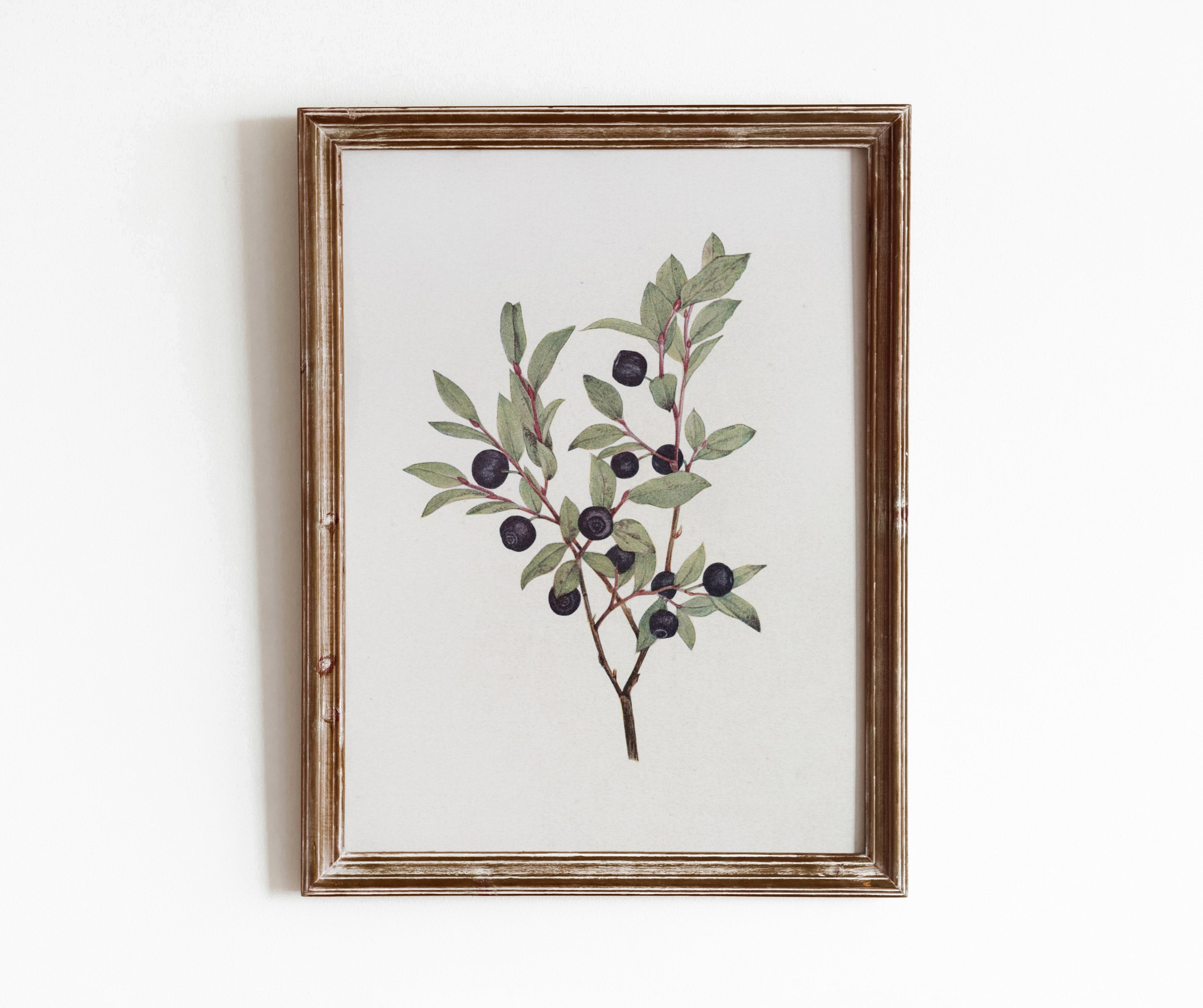 Huckleberry Sprig | Vintage Botanical Watercolor Painting | Seasonal ...