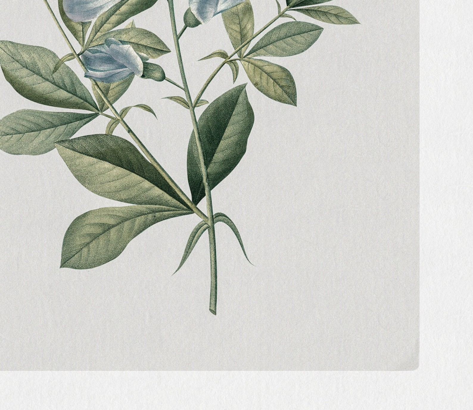 Blue Botanical Set of 3 Vintage Flower Paintings Floral - Etsy