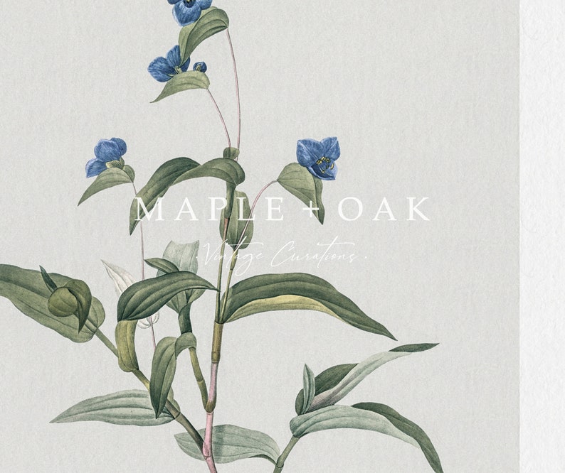 Blue Botanical Set of 8 | Vintage Floral Watercolors | Printable Flower ...