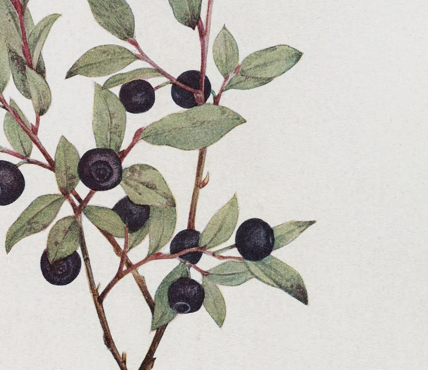 Huckleberry Sprig | Vintage Botanical Watercolor Painting | Seasonal ...