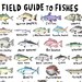 Fish Illustrated Print Fish Poster / Wildlife Wall Art / Gift for ...