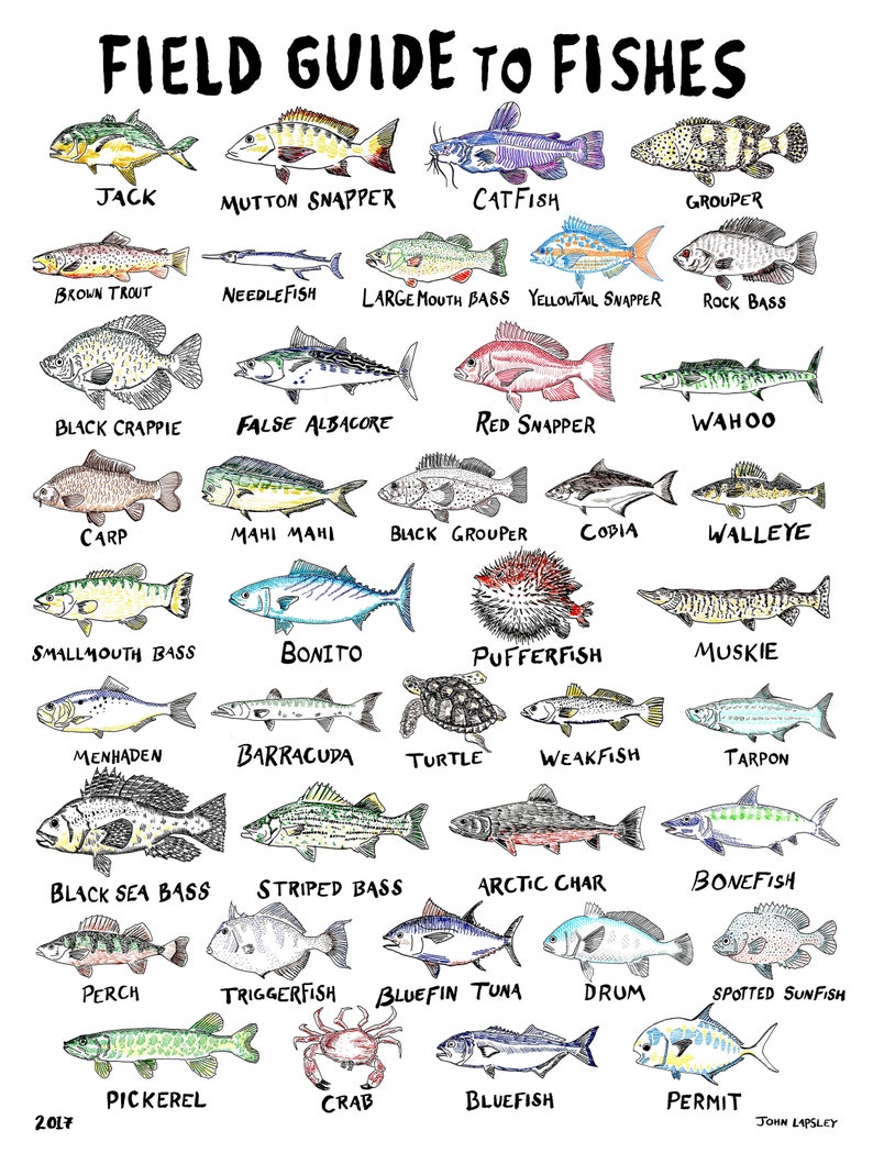 Fish Illustrated Print Fish Poster / Wildlife Wall Art / Gift for ...