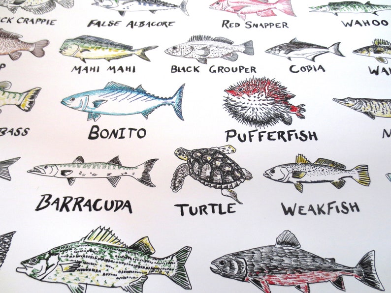 Fish Illustrated Print Fish Poster / Wildlife Wall Art / Gift for ...