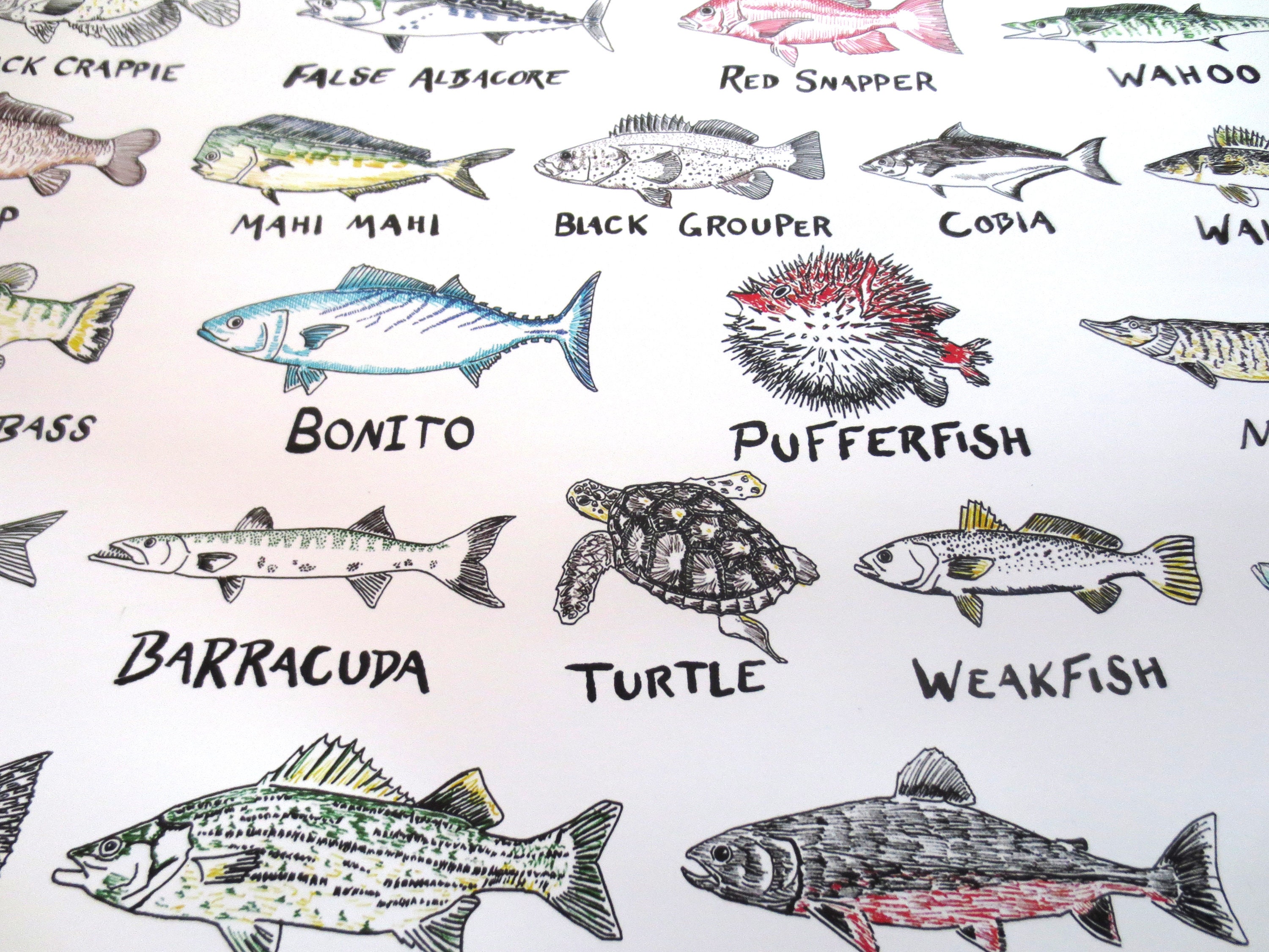 Fish Illustrated Print Fish Poster / Wildlife Wall Art / Gift for ...