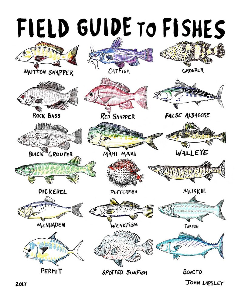 Fish Illustrated Print Fish Poster / Wildlife Wall Art / Gift for ...
