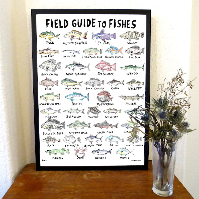 Fish Illustrated Print Fish Poster / Wildlife Wall Art / Gift for ...