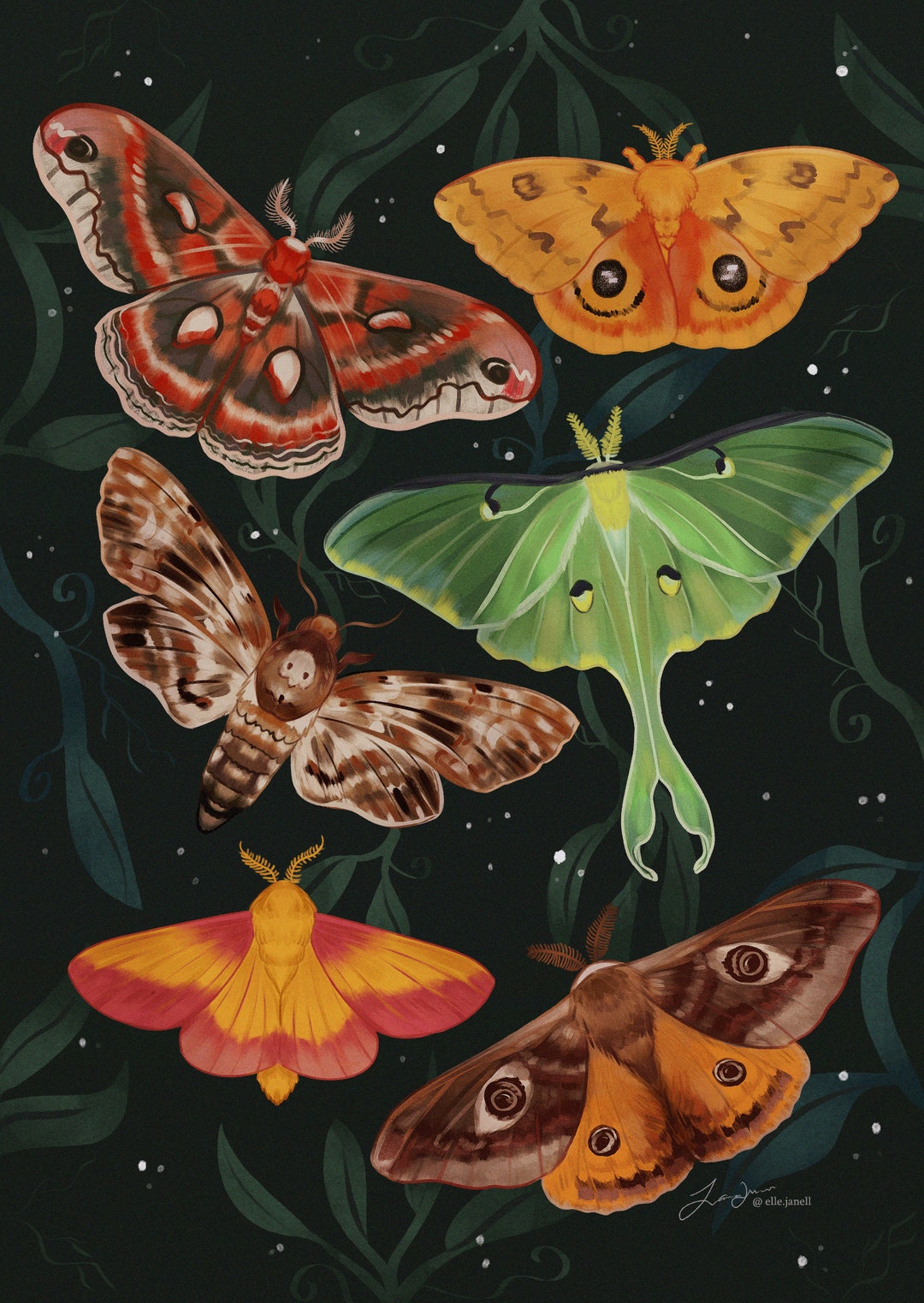 PRINT: Colorful Moths / Cottagecore Art Print, Witch Art, Nature Prints ...