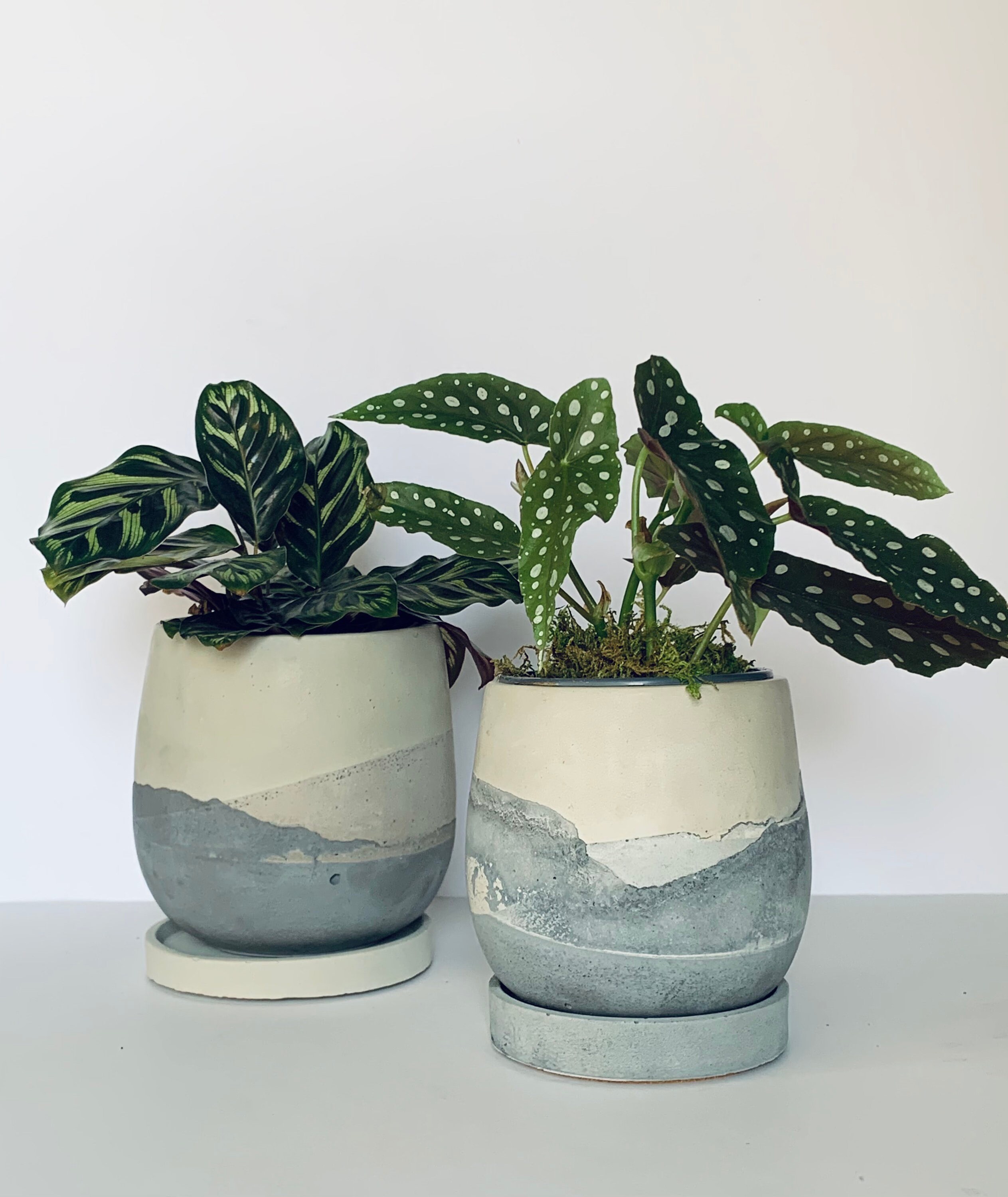 Concrete Plant pot Desert pot Concrete planter House | Etsy