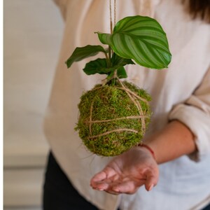 DIY Kokedama Kit | Kokedama Moss Ball | Baby Plant | Calathea, Ivy ...