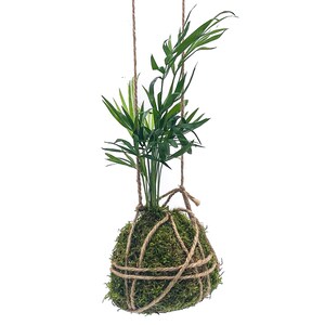 DIY Kokedama Kit | Kokedama Moss Ball | Baby Plant | Calathea, Ivy ...