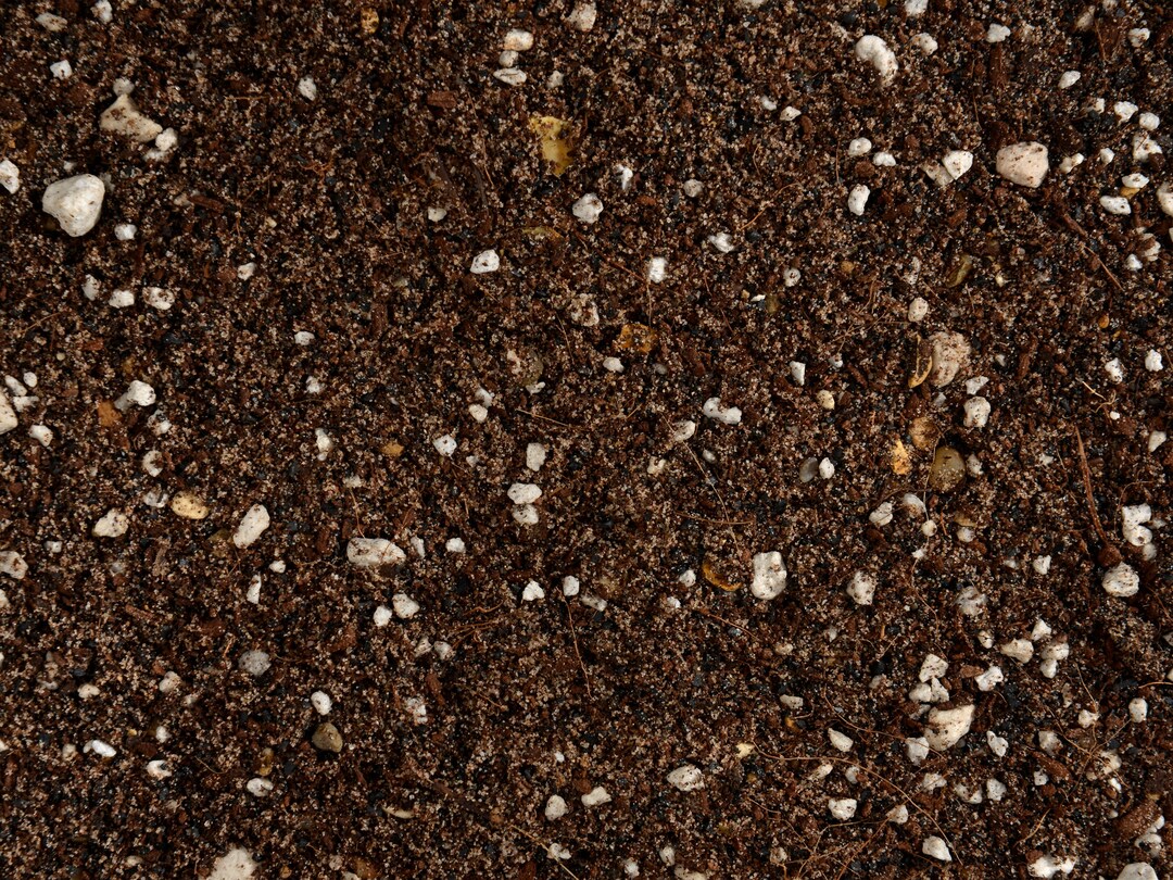 Cacti and Succulent Soil Mix | Potting Soil | Hand-blended Soil Mix ...