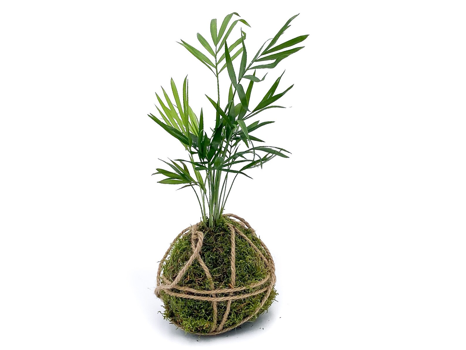 DIY Kokedama Kit | Kokedama Moss Ball | Baby Plant | Calathea, Ivy ...