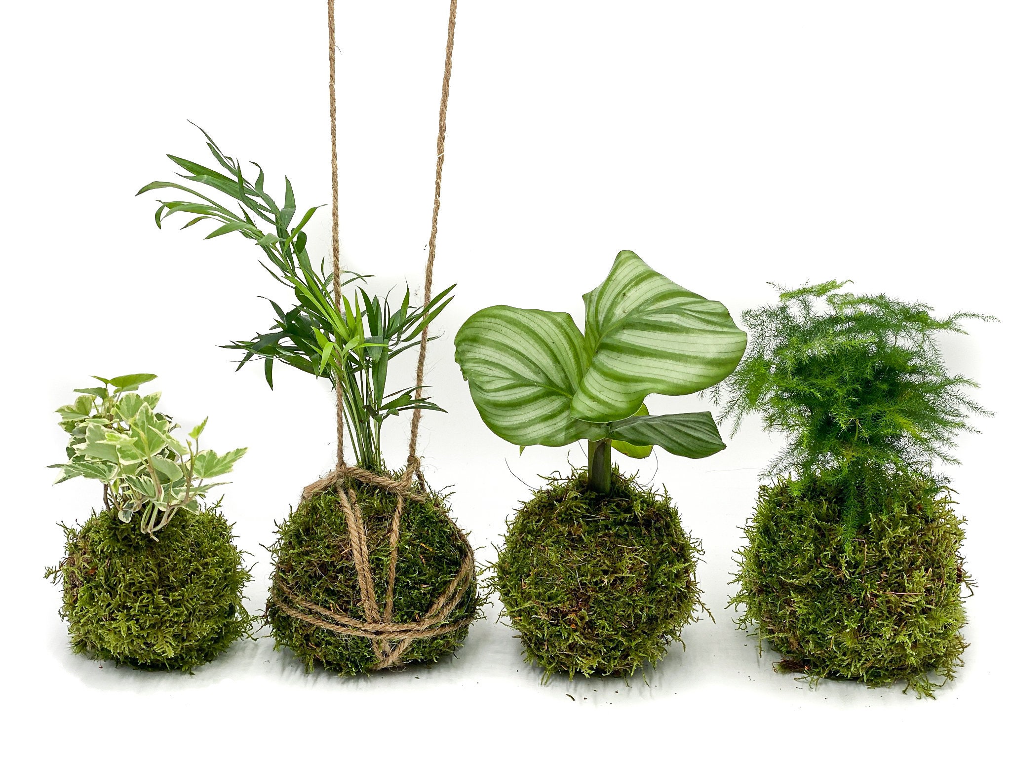 DIY Kokedama Kit | Kokedama Moss Ball | Baby Plant | Calathea, Ivy ...
