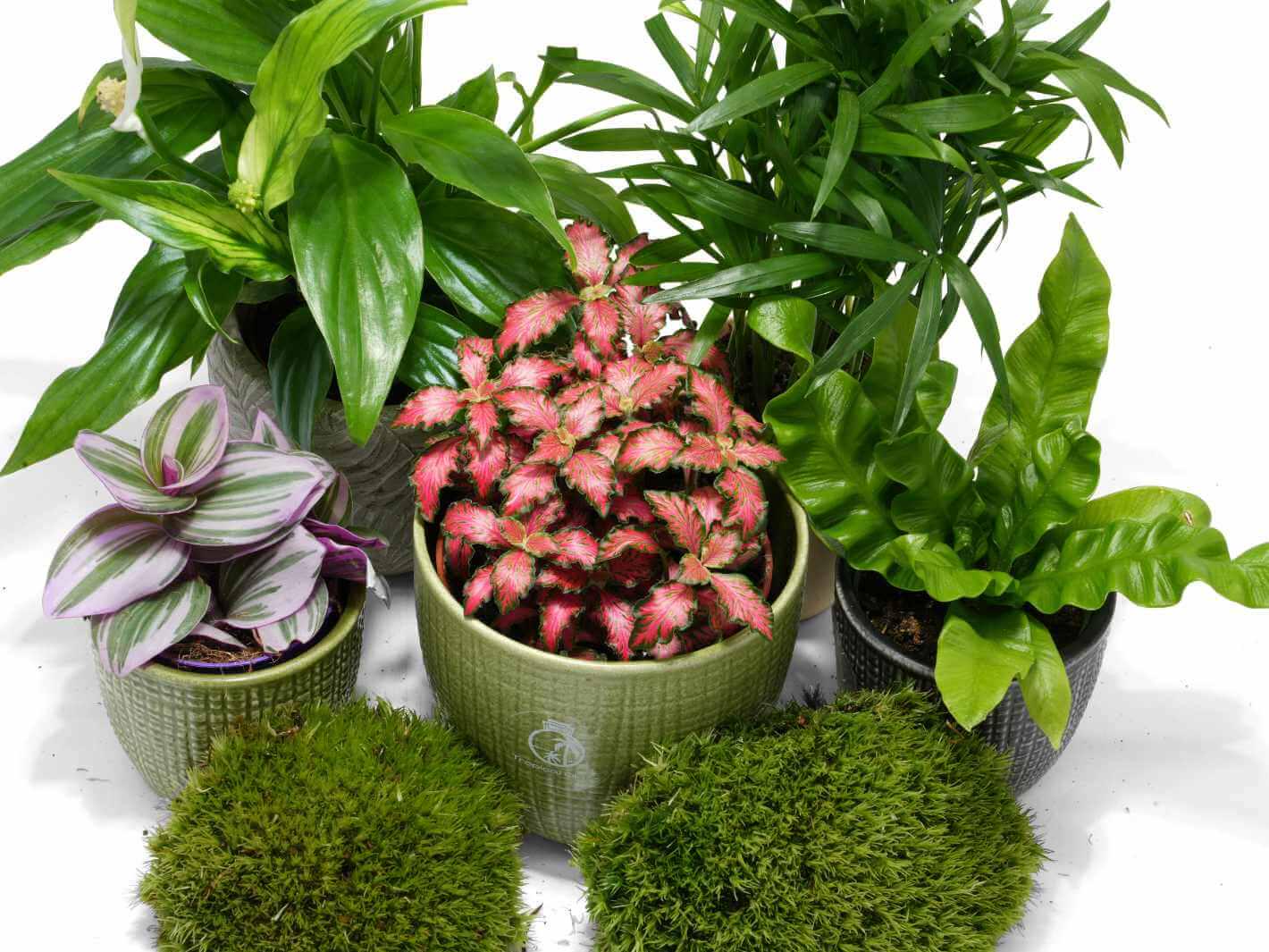 Terrarium Plant Set, Botanical Blend | 2 to 5 Live Plants for Closed ...