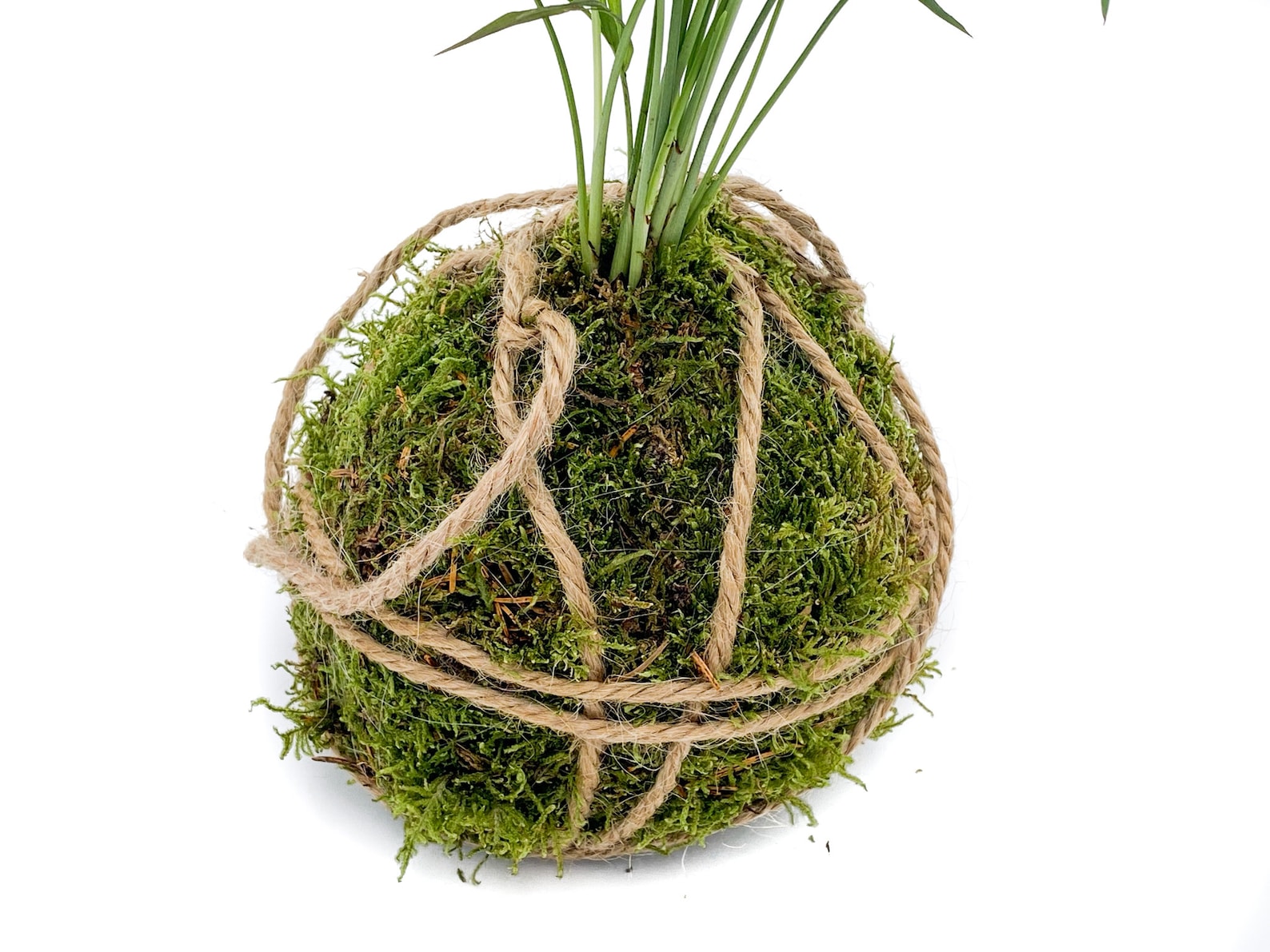DIY Kokedama Kit | Kokedama Moss Ball | Baby Plant | Calathea, Ivy ...