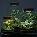 Terrarium Cork With Light - Various Sizes | Cork Lid Stopper Large Size ...
