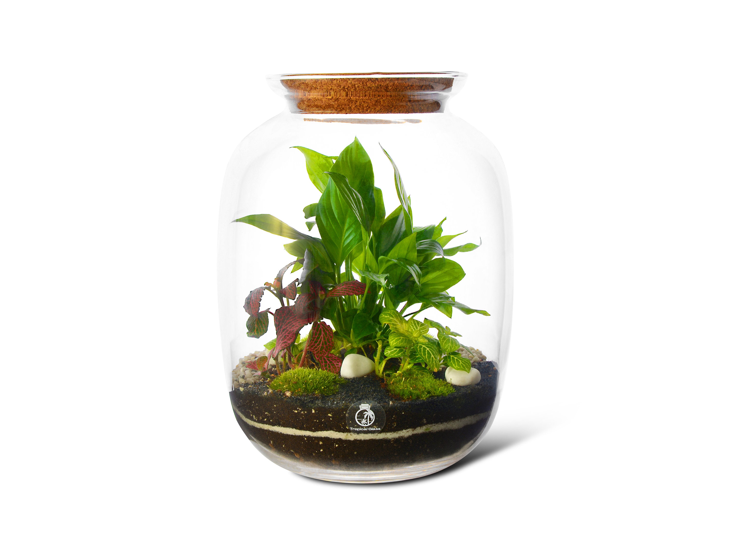 DIY Terrarium Kit With 32cm Glass Jar, Plants and Decorations 'bonn ...