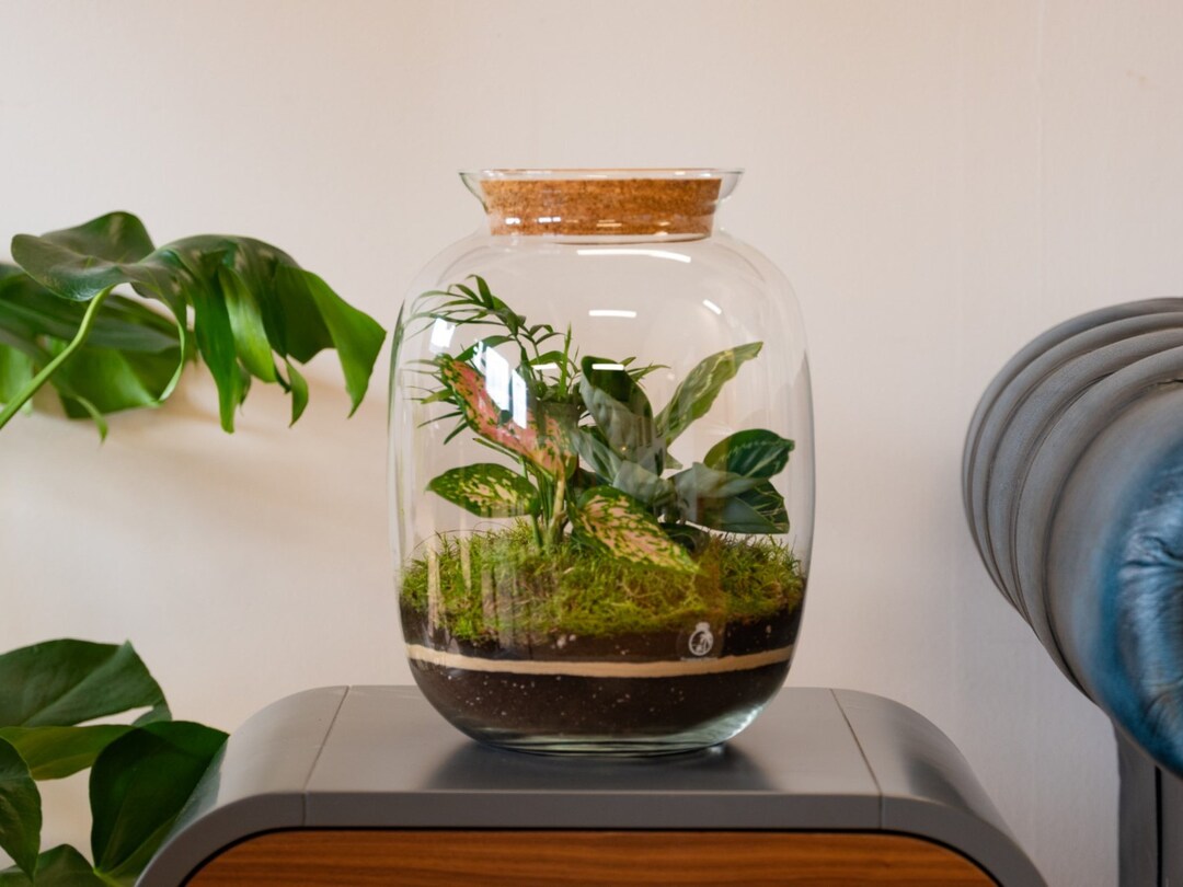 DIY Terrarium Kit With Light and 32cm Glass Jar, Plants and Decorations ...