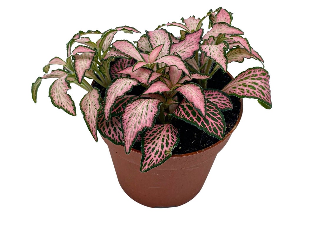 Pink Fittonia | Fittonia Pink Forest Flame | Nerve Plant |terrarium ...